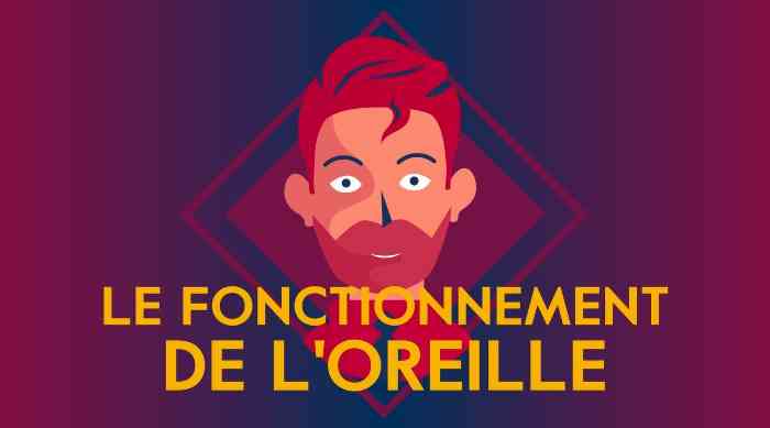 Fonctionnement du système auditif - Amplifon